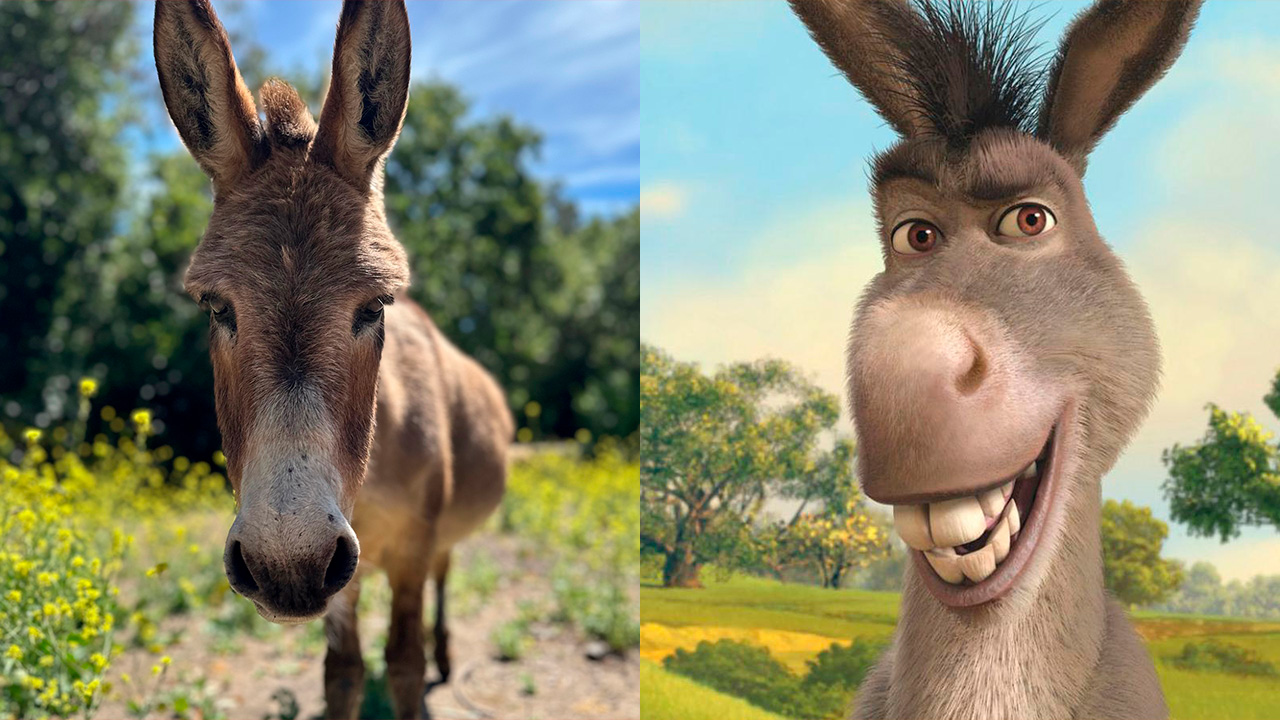 Adiós a Perry, el burro que inspiró al icónico personaje de Shrek ...
